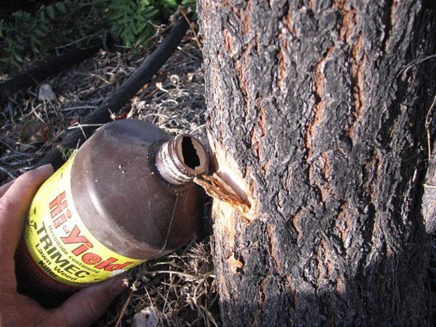 Fall is time to get rid of unwanted trees – Deseret News