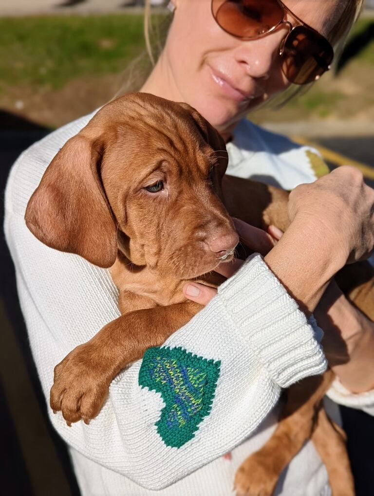 Is Dana Perino’s new dog, Percy, the same breed as Jasper and Henry ...