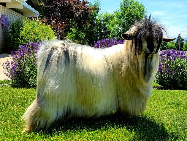 Utah goat wins top prize in national competition – Deseret News