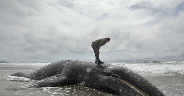 Feds to investigate spike in gray whale deaths on West Coast – Deseret News