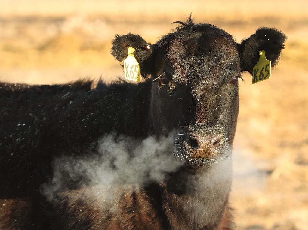 Animal activists, ranchers and the war on beef in the West – Deseret News