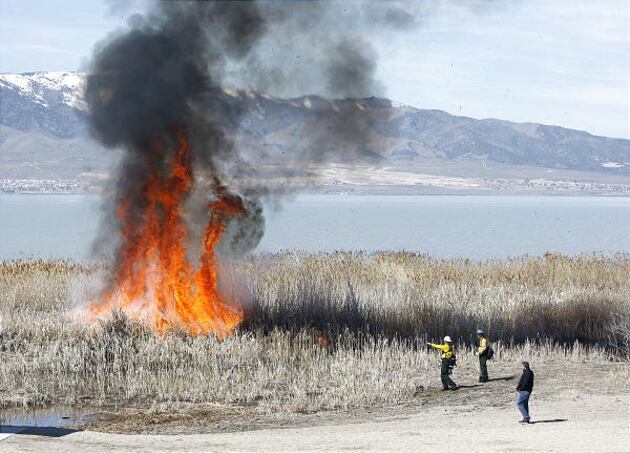Officials try to eradicate invasive plant at Utah Lake – Deseret News