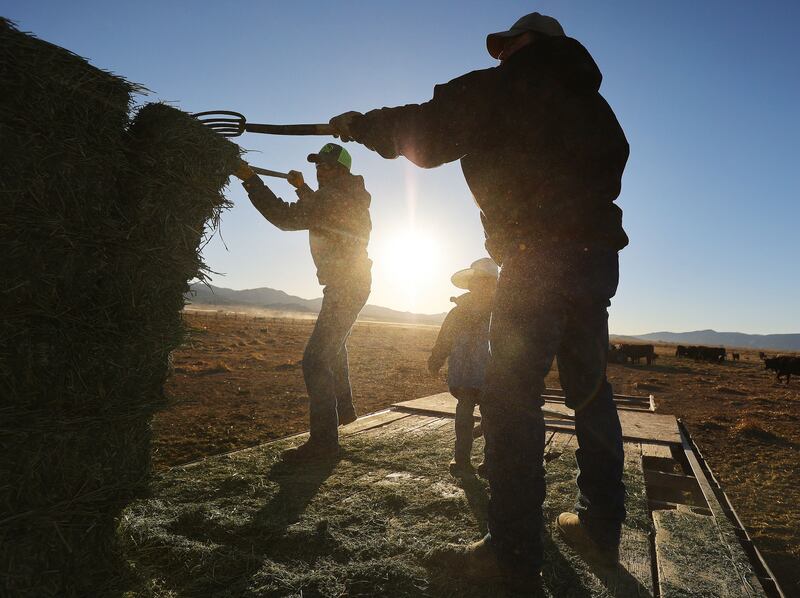 Animal activists, ranchers and the war on beef in the West – Deseret News