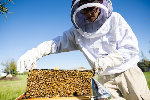 Beekeeping: The pains and pleasures of starting a beehive | Opinion ...