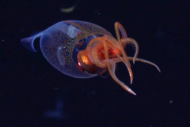 Video: First-ever footage of colossal squid in its deep sea home ...
