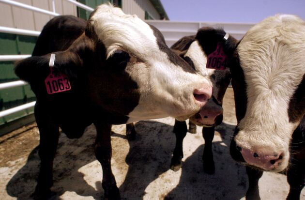 China claims it successfully cloned 3 ‘super cows’ – Deseret News