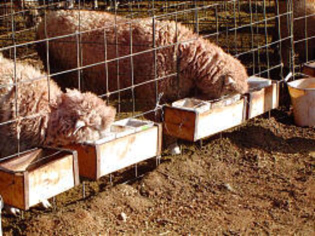 Sheep appear to 'self-medicate' – Deseret News