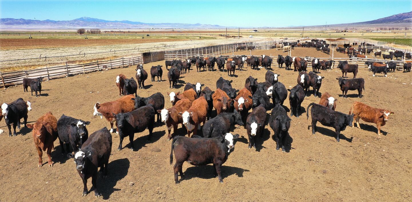 Animal activists, ranchers and the war on beef in the West – Deseret News