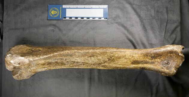 Ice Age camel fossil found along Green River – Deseret News